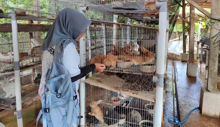 Ternak Kelinci, Peluang Usaha Menjanjikan di Tengah Tekanan Ekonomi ...